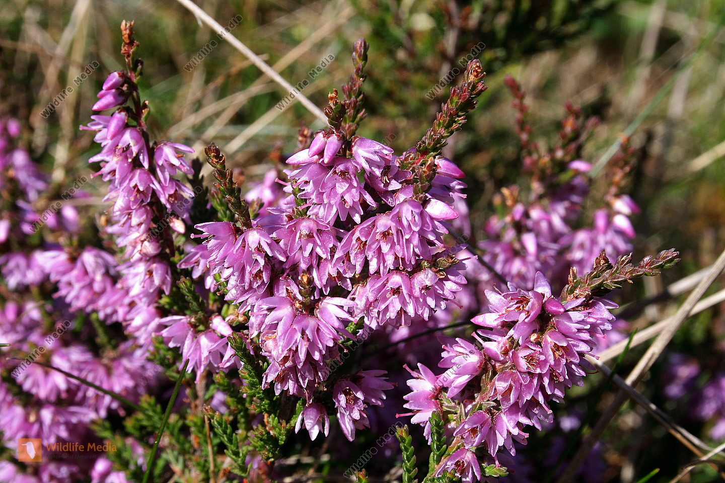 Heidekraut Bild Bestellen Naturbilder Bei Wildlife Media Heidekraut Bild Bestellen Naturbilder Bei Wildlife Media