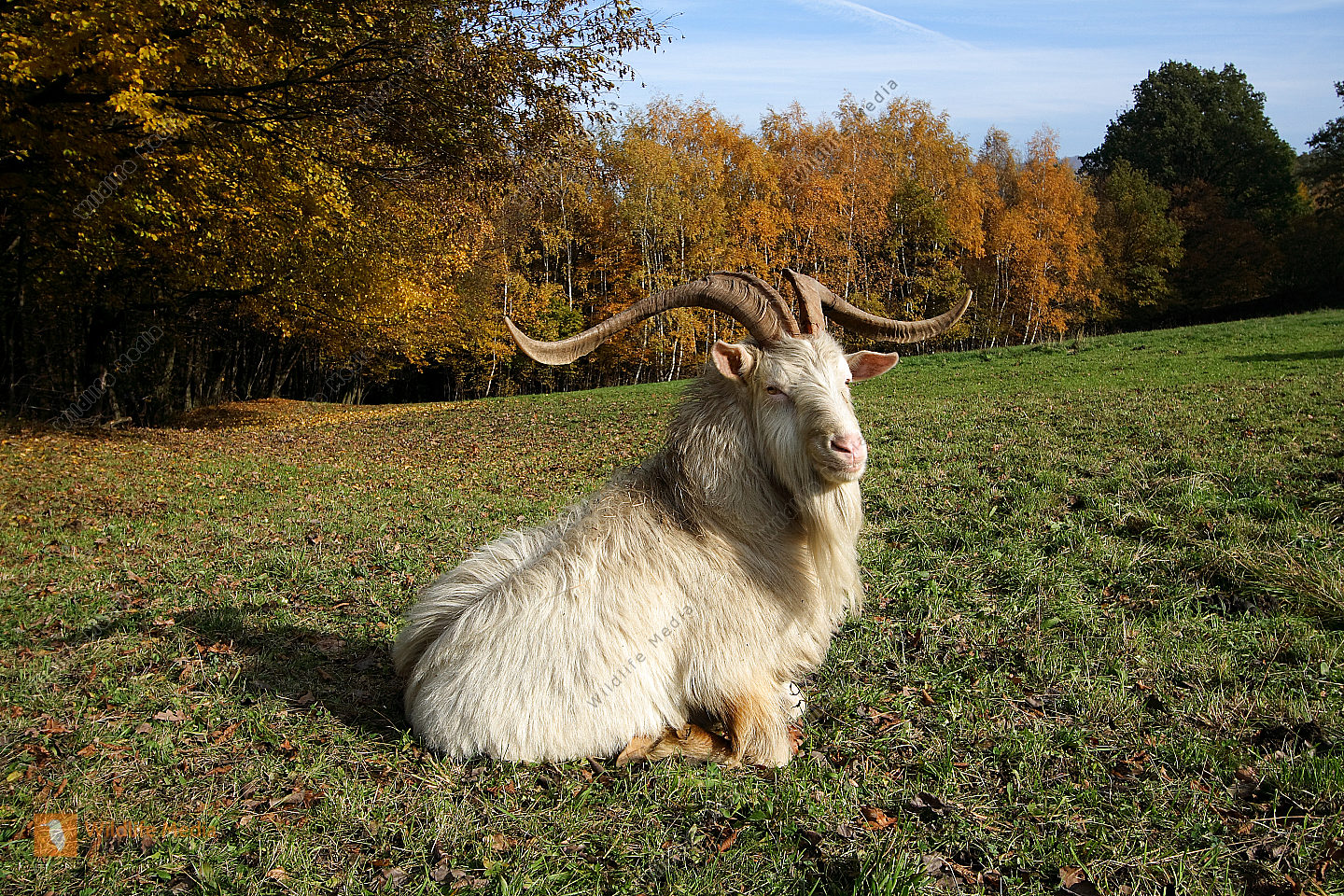Ziegenbock mit Herbstwald Bild bestellen - Naturbilder bei Wildlife Media Ziegenbock mit Herbstwald Bild bestellen - Naturbilder bei Wildlife Media