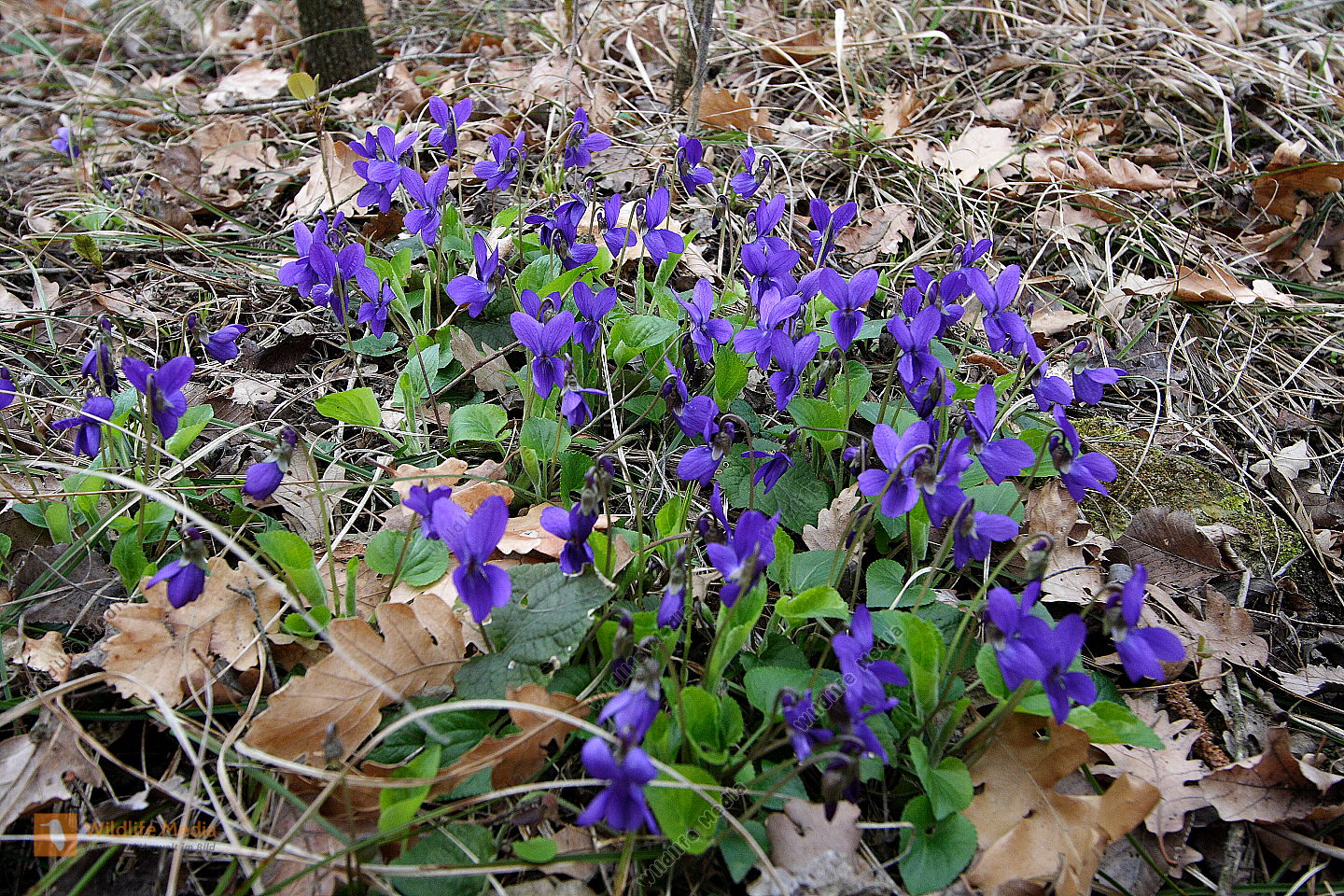 Wald Veilchen Bilder - Wildlife Media Bildagentur - Natur und Umwelt im ... Wald Veilchen Bilder - Wildlife Media Bildagentur - Natur und Umwelt im ...