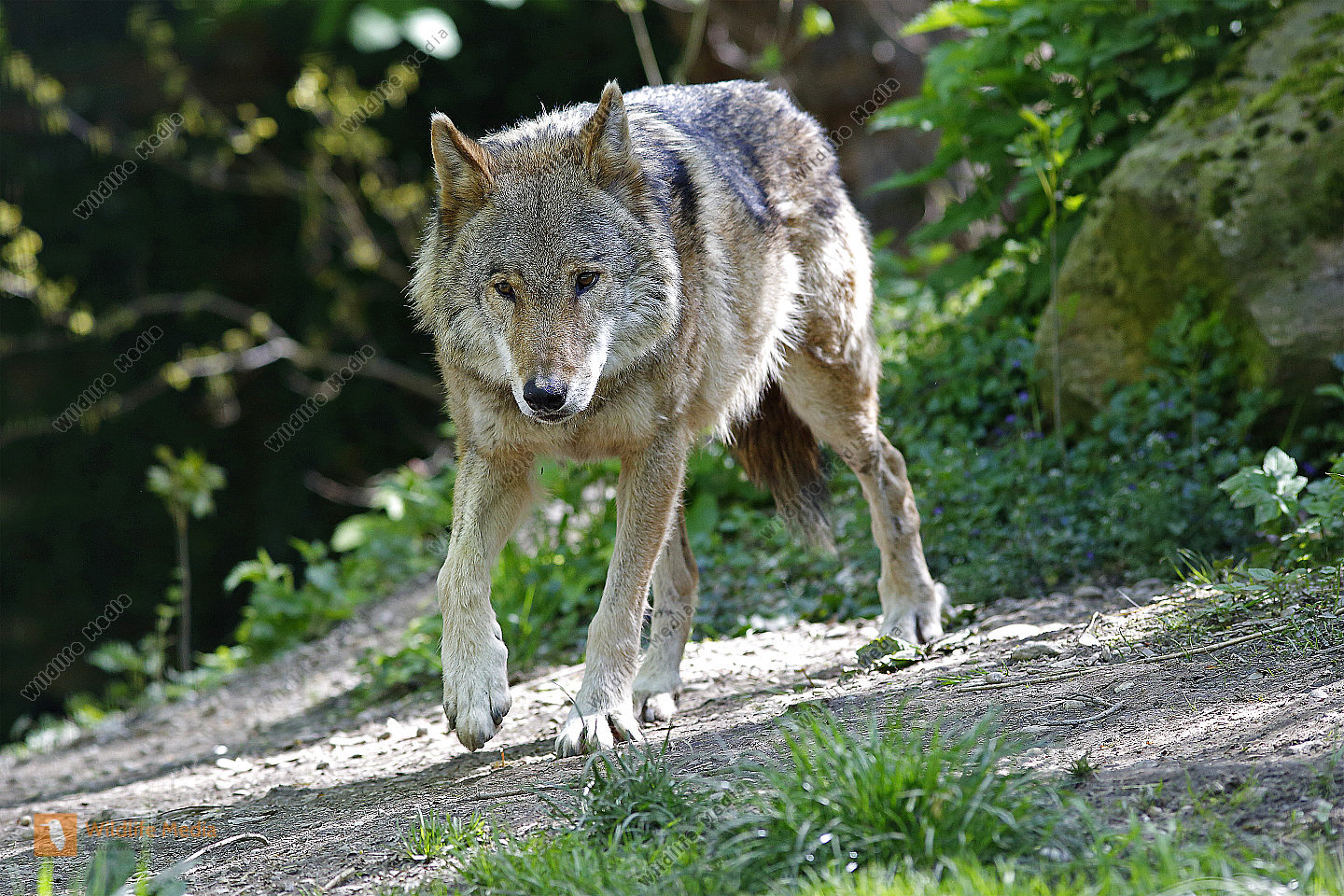 Bestellen - Europäischer Wolf (Canis lupus) Bild - Bildagentur Bestellen - Europäischer Wolf (Canis lupus) Bild - Bildagentur