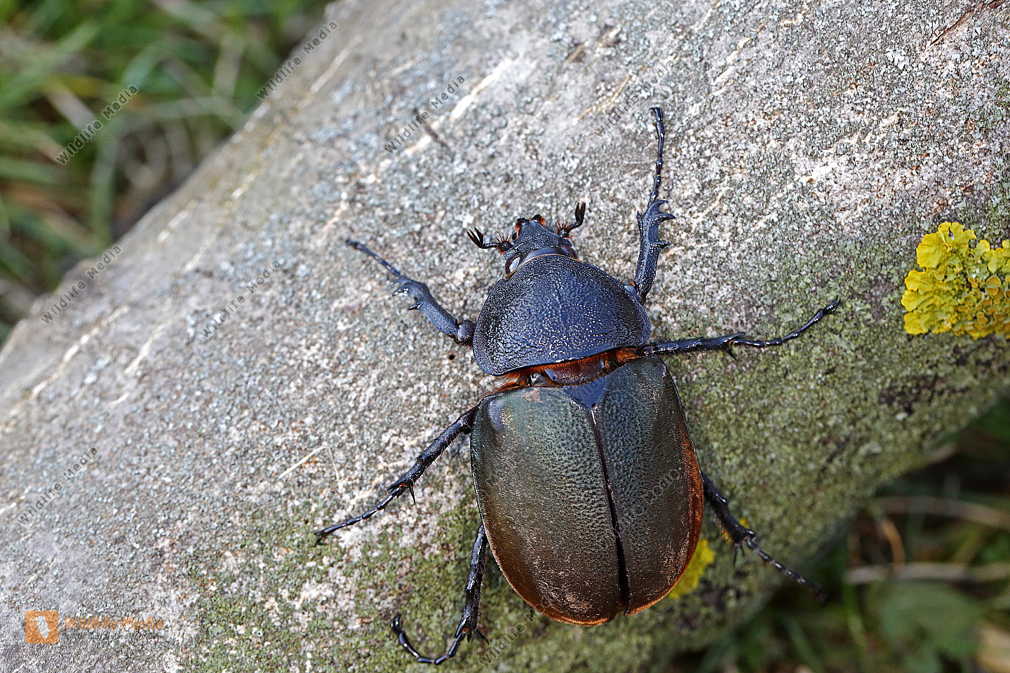 Kaukasus Nashornk fer Weibchen Bild Bestellen Naturbilder Bei Kaukasus Nashornk fer Weibchen Bild Bestellen Naturbilder Bei