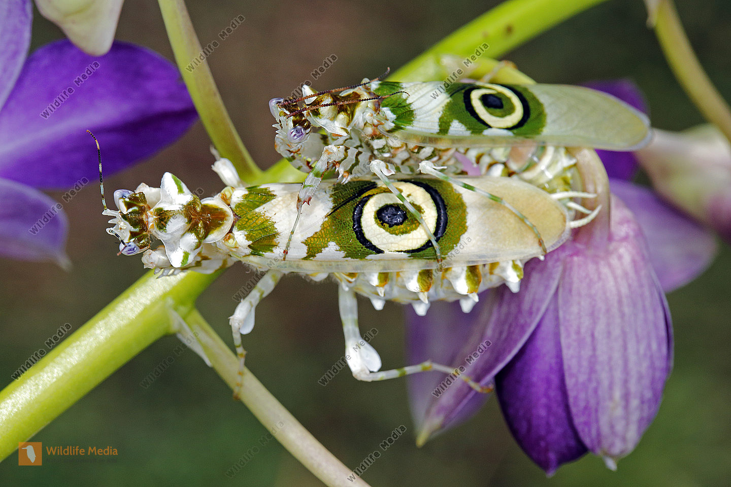 Afrikanische Blütenmantis Paarung Bild bestellen - Naturbilder bei ... Afrikanische Blütenmantis Paarung Bild bestellen - Naturbilder bei ...