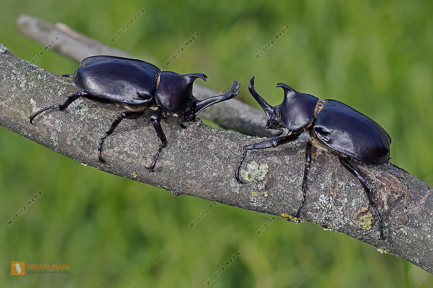 Japanischer Nashornk fer Politus K mpfende M nnchen Bild Bestellen Japanischer Nashornk fer Politus K mpfende M nnchen Bild Bestellen