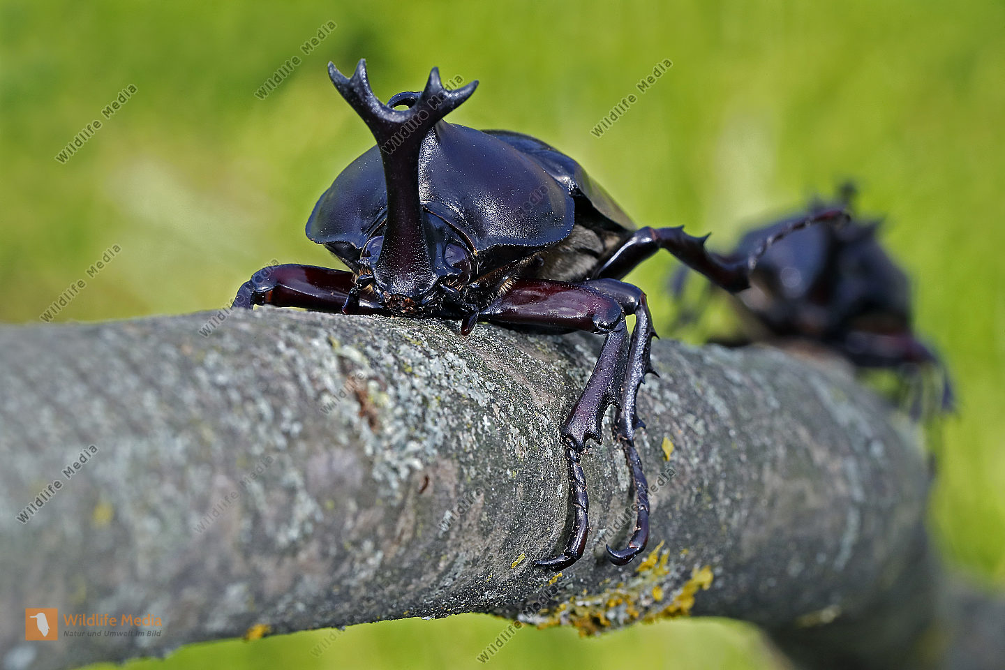 Japanischer Nashornk fer Politus M nnchen Bild Bestellen Naturbilder Japanischer Nashornk fer Politus M nnchen Bild Bestellen Naturbilder